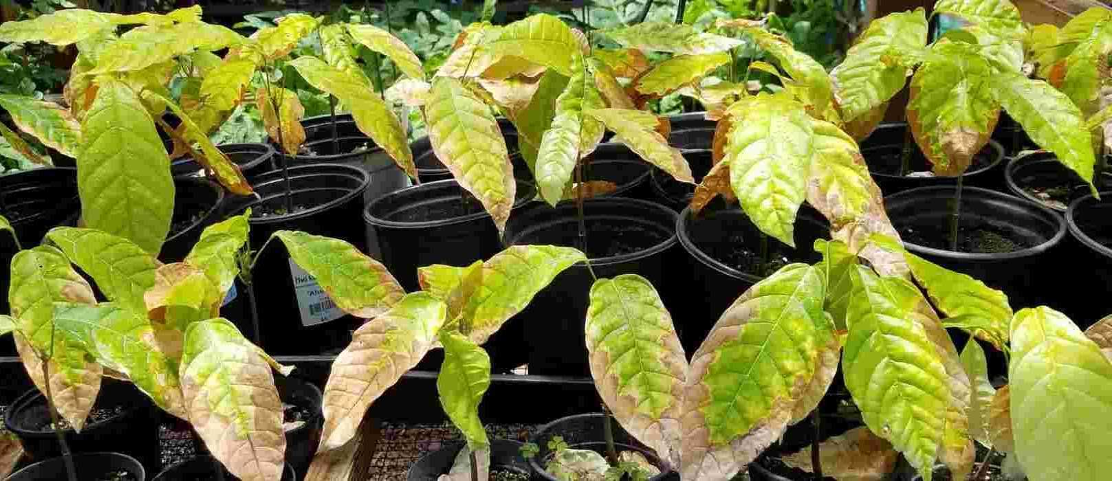 La faim d'azote : qu'est-ce que c'est ? Comment l'éviter, y remédier