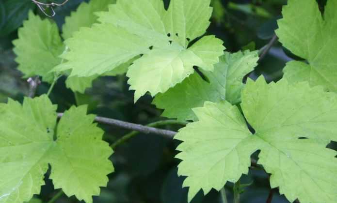 Le houblon : à quoi sert-il ? - Promesse de Fleurs