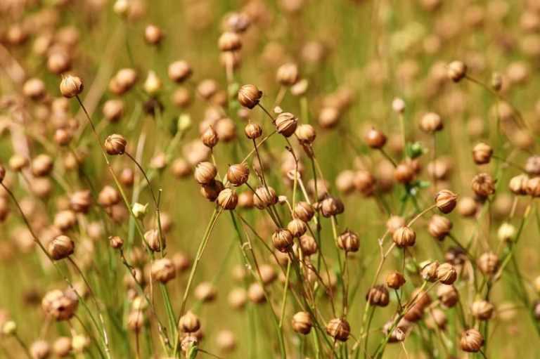 Lin, linum : semer, planter, entretenir - Nos conseils
