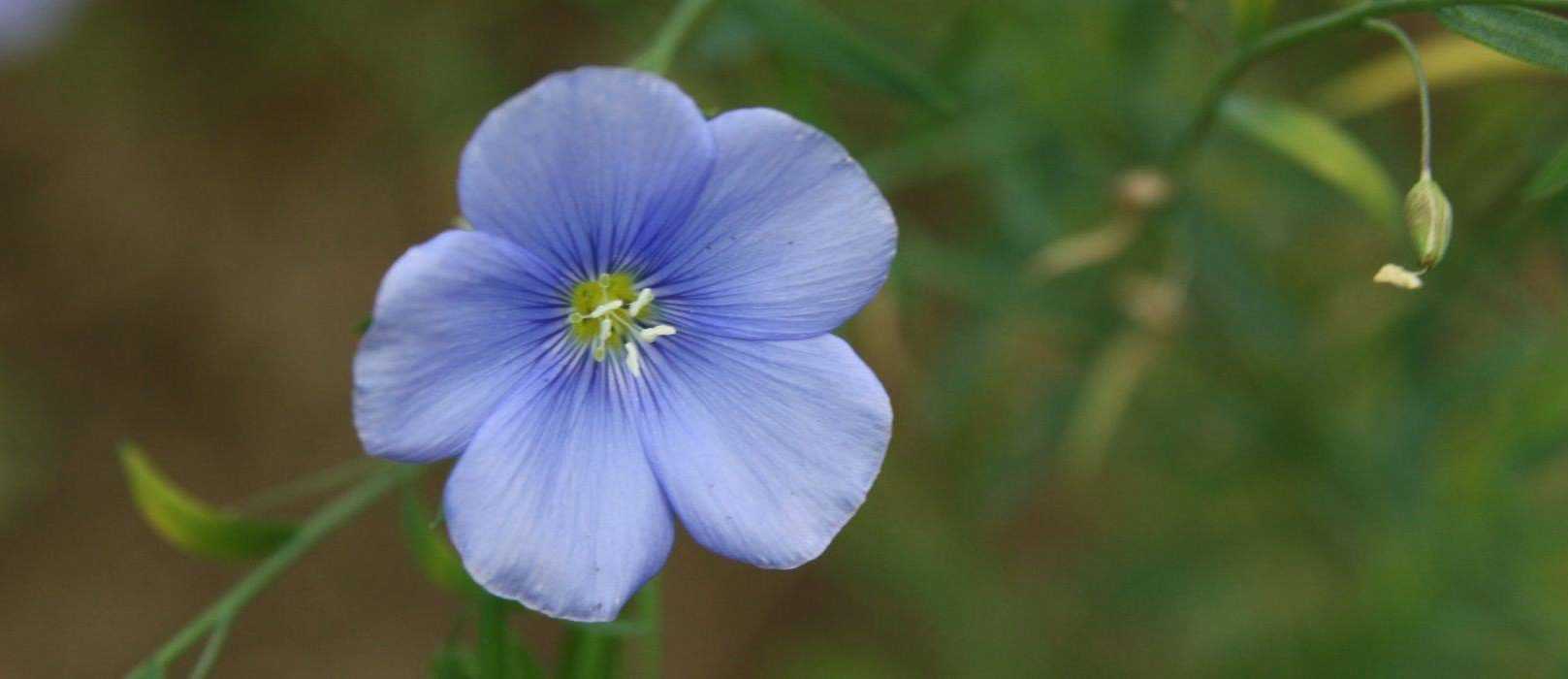 Lin, linum : semer, planter, entretenir - Nos conseils