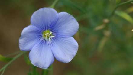 Lin, linum : semer, planter, entretenir - Nos conseils