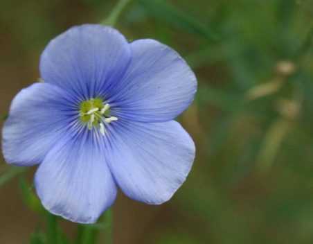 Lin, linum : semer, planter, entretenir - Nos conseils