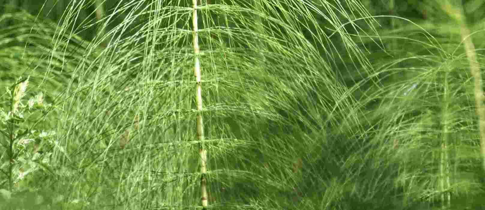 Comment se débarrasser de la prêle au jardin - Conseils et astuces