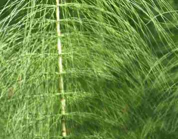 Comment se débarrasser de la prêle au jardin - Conseils et astuces