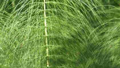 Comment se débarrasser de la prêle au jardin - Conseils et astuces