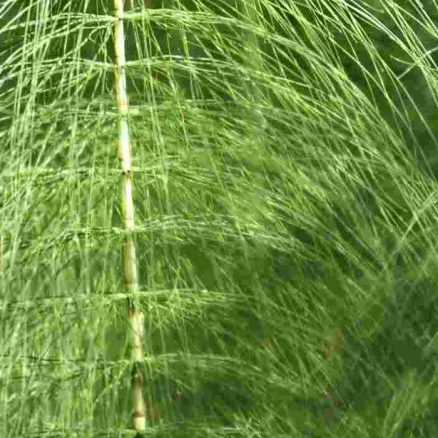 Comment se débarrasser de la prêle au jardin - Conseils et astuces