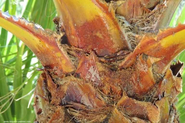 Le papillon du palmier, Paysandisia archon : lutte, traitement