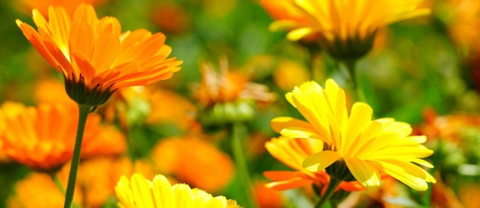 Souci, calendula : semis, plantation, culture - Nos conseils