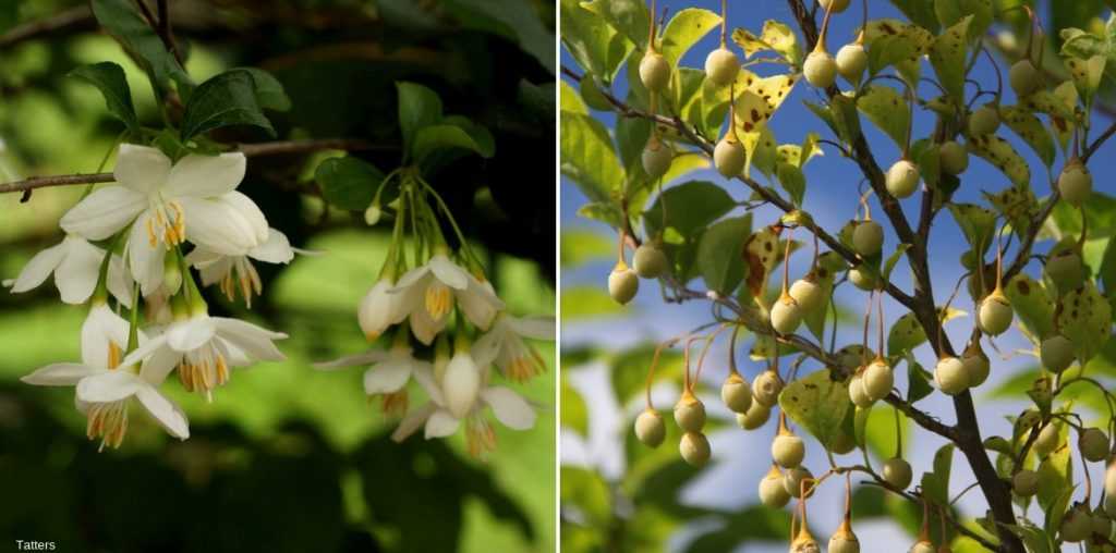 Styrax, Aliboufier : planter, cultiver, entretenir - Conseils