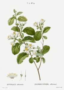 Styrax, Aliboufier : planter, cultiver, entretenir - Conseils