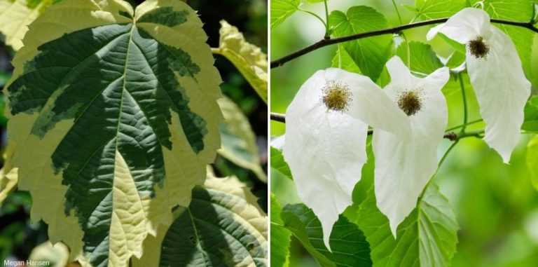 Les plus beaux arbres en isolé - Promesse de fleurs