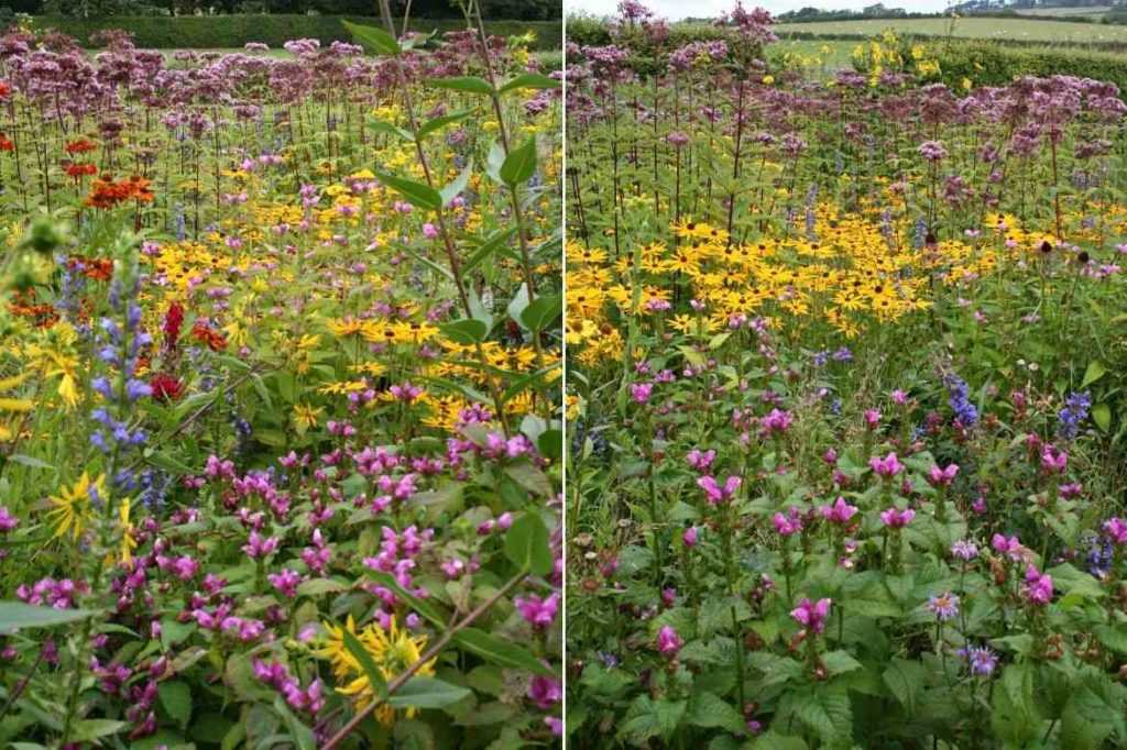 Galane, chelone obliqua : plantation, culture - Conseils