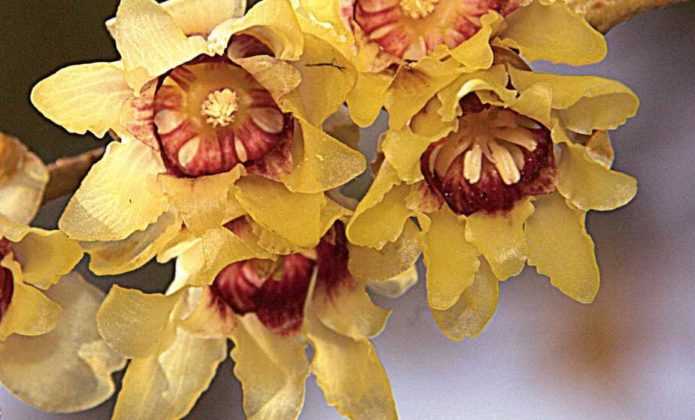 Chimonanthe : plantation, culture, taille - Nos conseils