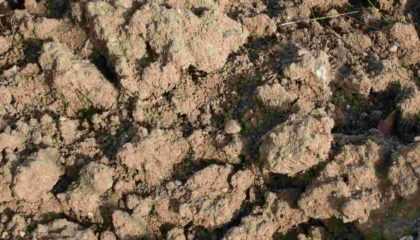 Déterminer la texture de son sol : argileux, sableux, limoneux