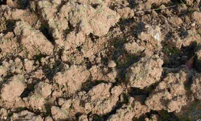 Sol calcaire : conseils de jardinage et plantes adaptées