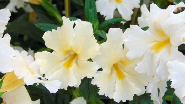 Mimulus, Mimule : plantation, entretien - Nos conseils