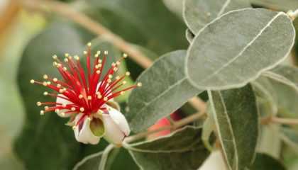 Feijoa - Acca sellowiana Apollo - Goyavier du Brésil - variété ...