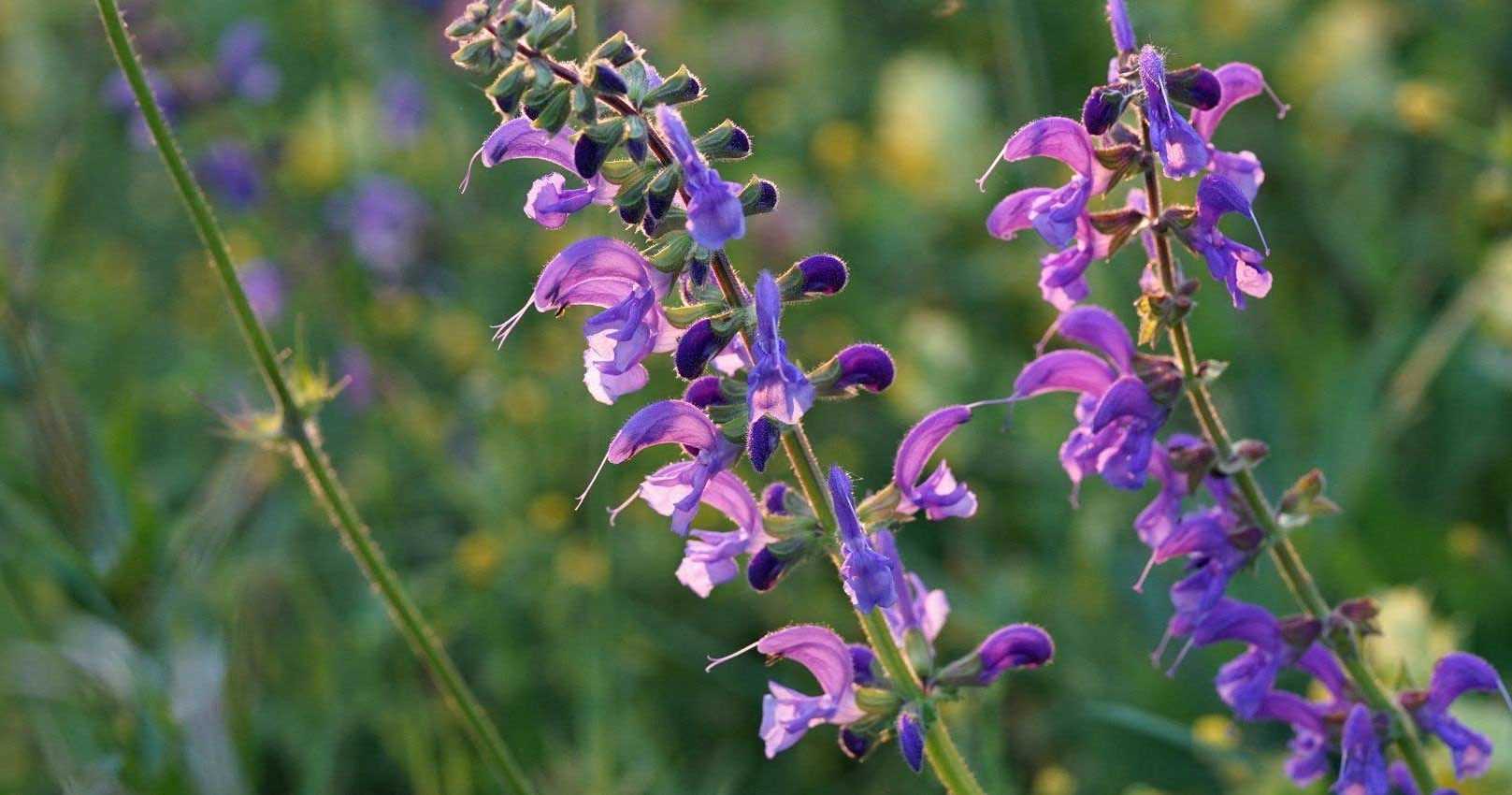 Sauges, Salvia : comment les associer au jardin ? Nos idées