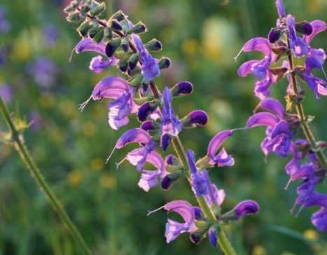 Sauge : comment cultiver cet arbuste ? Conseil jardinage