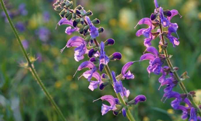 Sauges, Salvia : choisir la bonne variété - Nos conseils