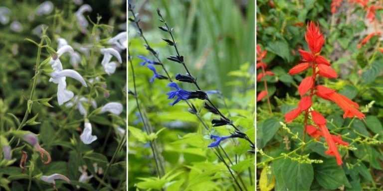 Sauges, Salvia : choisir la bonne variété - Nos conseils