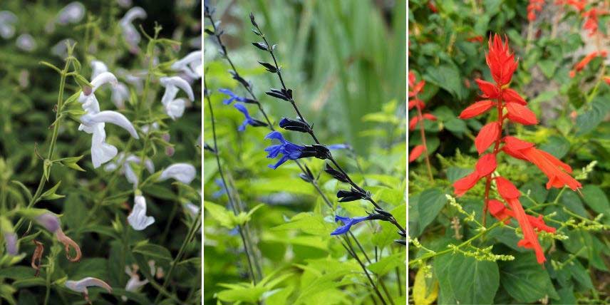 Sauges, Salvia : choisir la bonne variété - Nos conseils