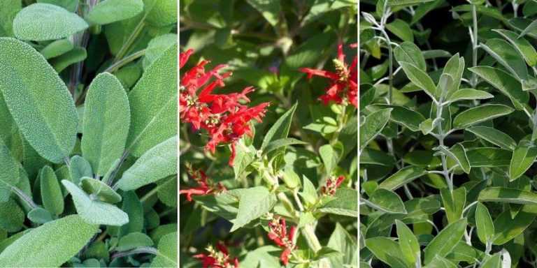 Sauges, Salvia : choisir la bonne variété - Nos conseils