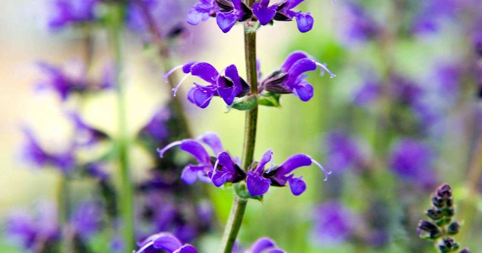 Sauges, Salvia : choisir la bonne variété - Nos conseils