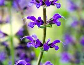 Sauge : comment cultiver cette plante ? Conseil jardinage