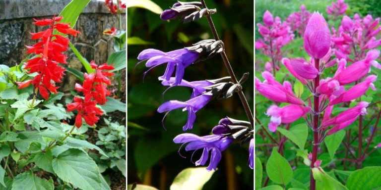 Sauges, Salvia : choisir la bonne variété - Nos conseils
