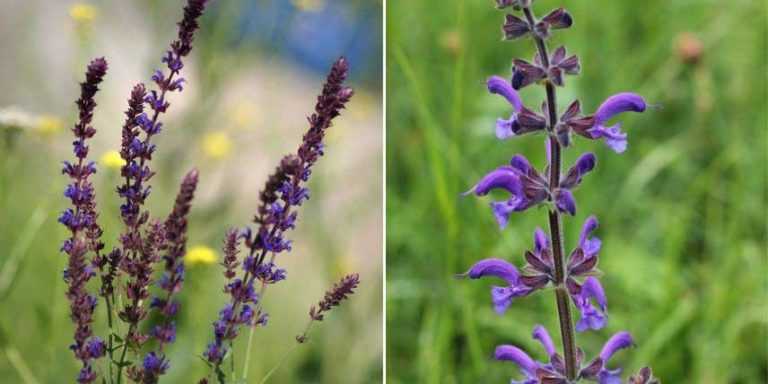 Sauges, Salvia : choisir la bonne variété - Nos conseils