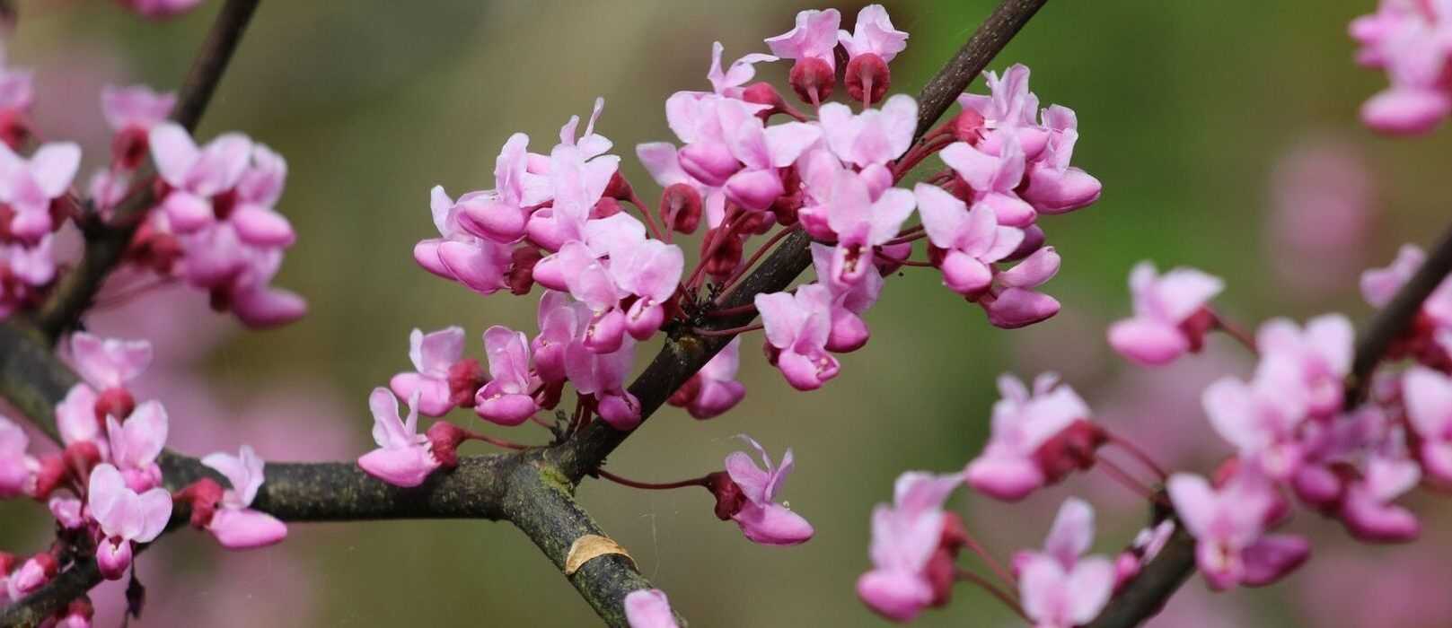 Arbres à fleurs : 7 indispensables à planter au jardin - Promesse de Fleurs
