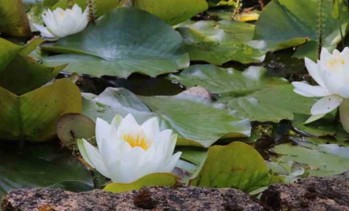 Choisir des plantes aquatiques pour une mare ou un bassin - Promesse de ...