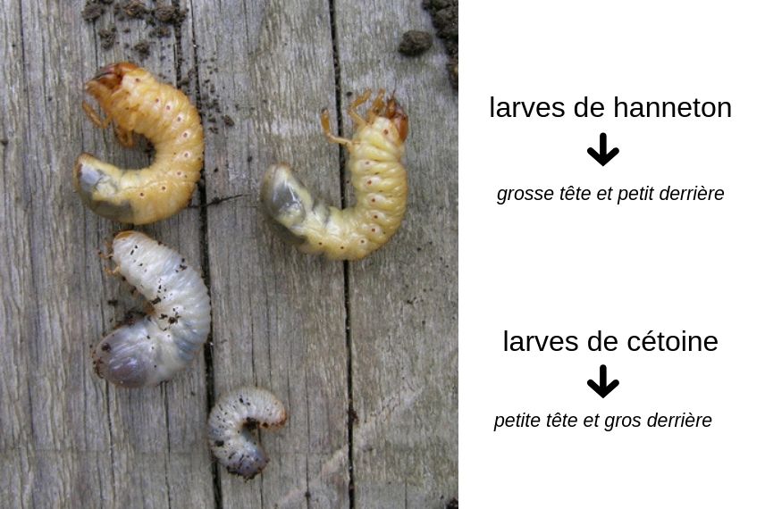 Hanneton, vers blanc : identification, dégâts et moyens de lutte au jardin