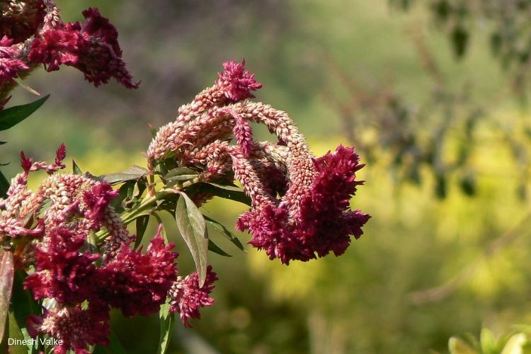 Fasciation et cristation : des chimères végétales