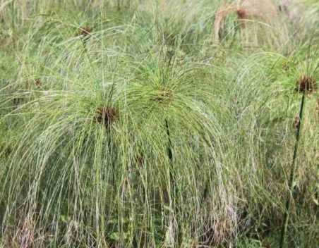 Papyrus, Cyperus : planter, entretenir - Promesse de Fleurs