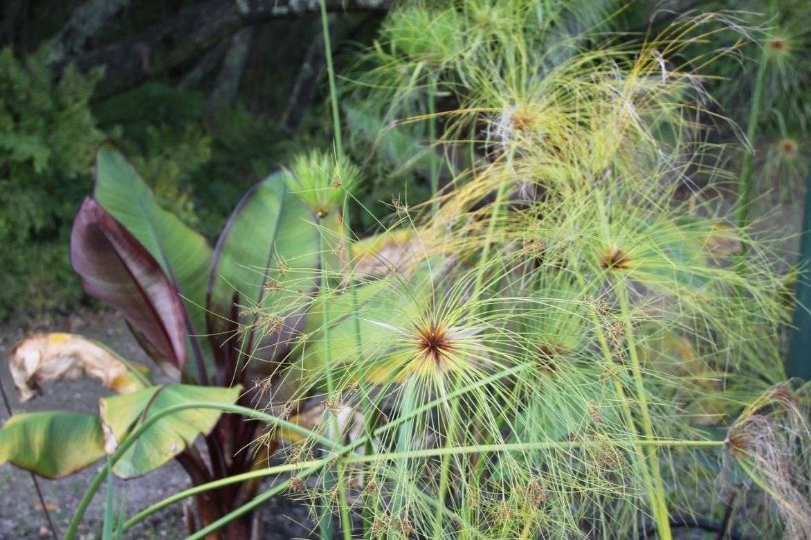 Papyrus, Cyperus : planter, entretenir - Promesse de Fleurs