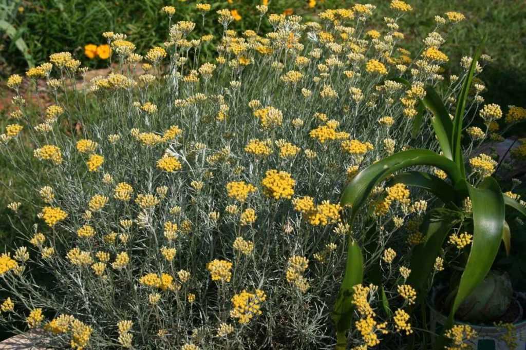 Immortelle Pflanze Kaufen 1