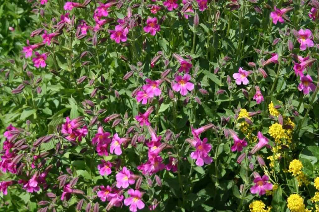 Mimulus, Mimule : plantation, entretien - Nos conseils