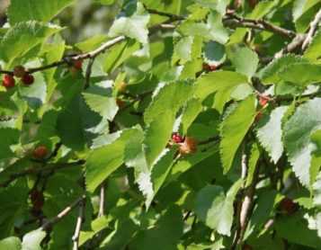 Morus kagayamae, bombycis, australis - Mûrier platane ou à feuilles de ...