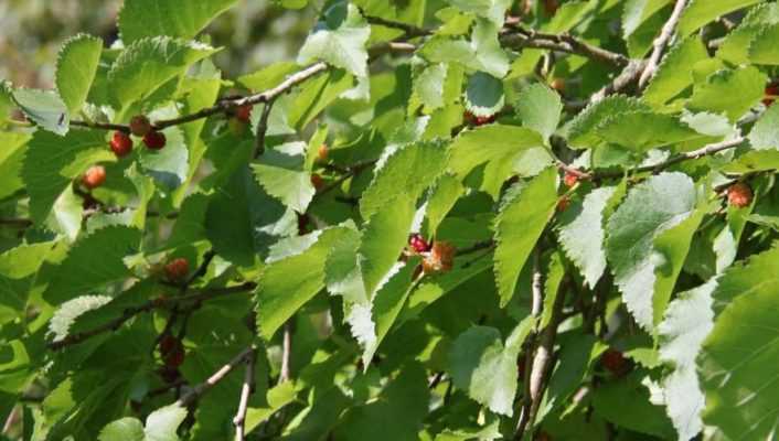 Morus kagayamae, bombycis, australis - Mûrier platane ou à feuilles de ...