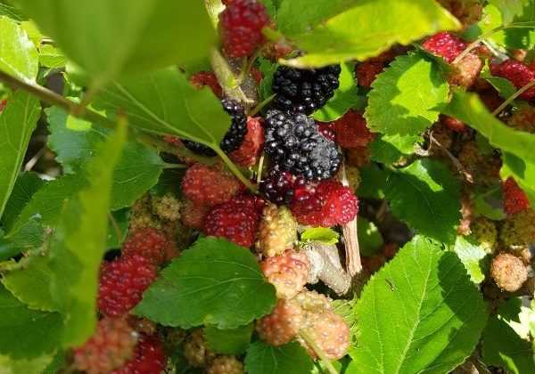 Mûrier, Morus : planter, tailler et entretenir - Nos conseils