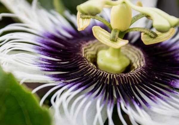 Cultiver une passiflore en pot - Promesse de Fleurs