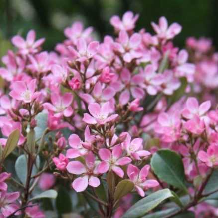 Raphiolepis : planter, tailler, entretenir - Nos conseils