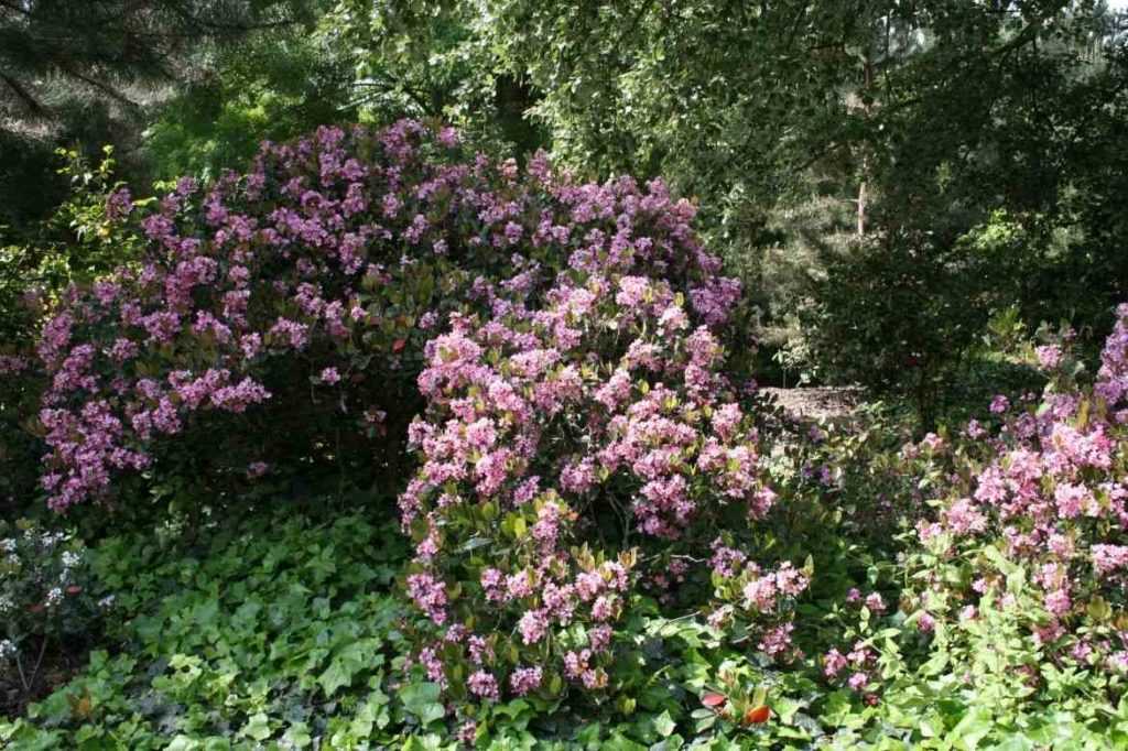 Raphiolepis : planter, tailler, entretenir - Nos conseils