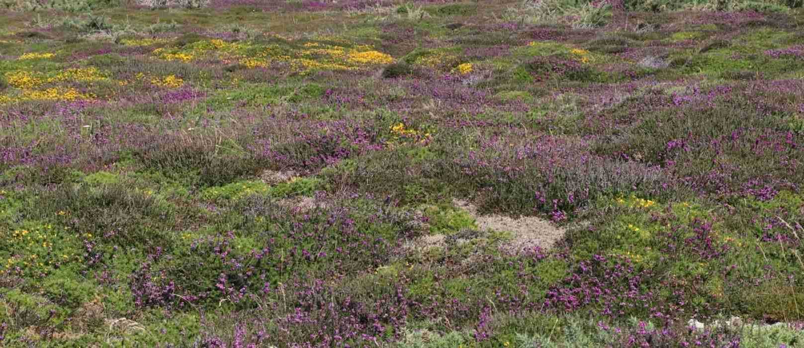 Terre de bruyère : comment bien l'utiliser au jardin ? Nos conseils