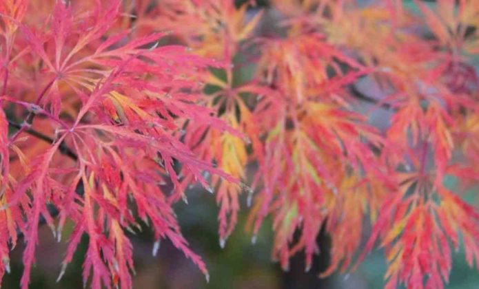Erable du Japon nain : les meilleures variétés pour pot et petit jardin