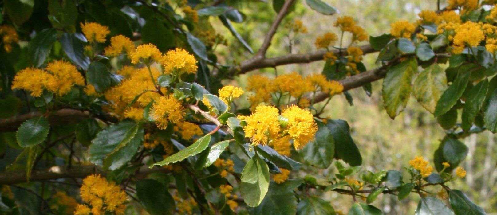 Azara : planter, tailler et entretenir - Nos conseils