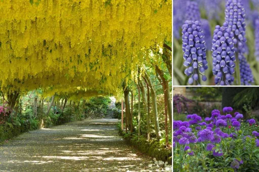 Cytise, Laburnum : planter, tailler et entretenir - Conseils