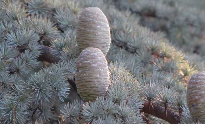Cedrus libani Atlantica Glauca - Cèdre bleu de l'Atlas - Grand conifère ...